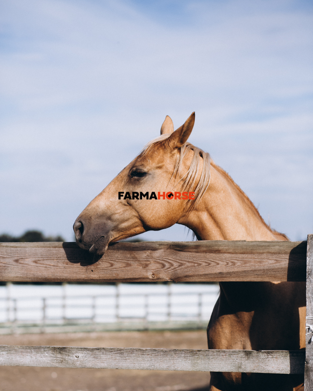 La fórmula mágica para un caballo sano: minerales esenciales – Farma Horse